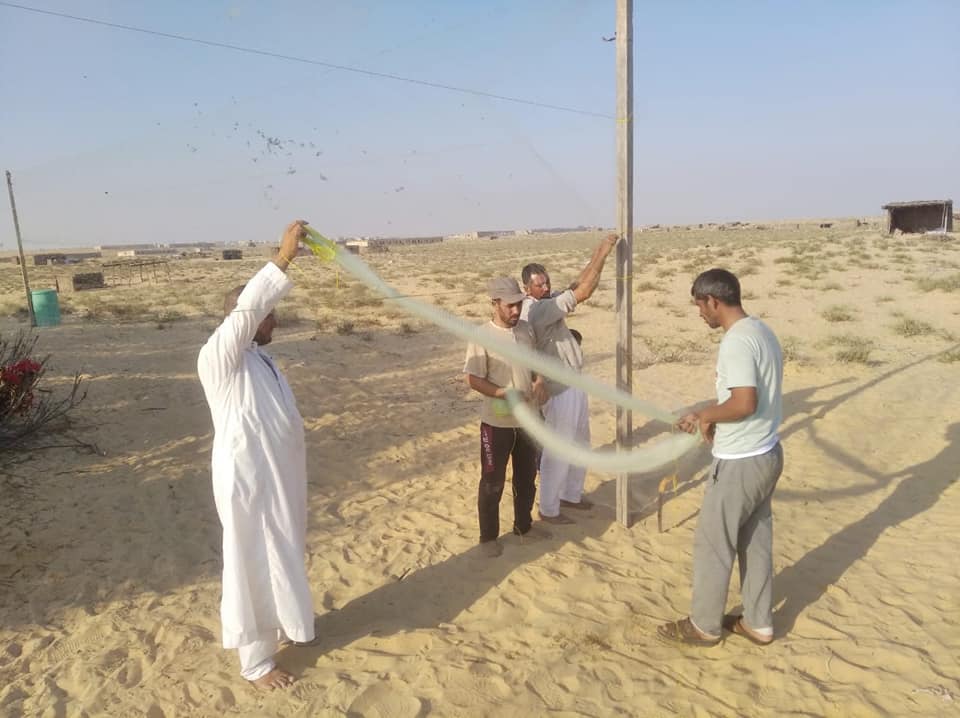 "فاكهة الخريف".. تعرف على أشهر طرق صيد السمان في مصر - محترفي الصيد